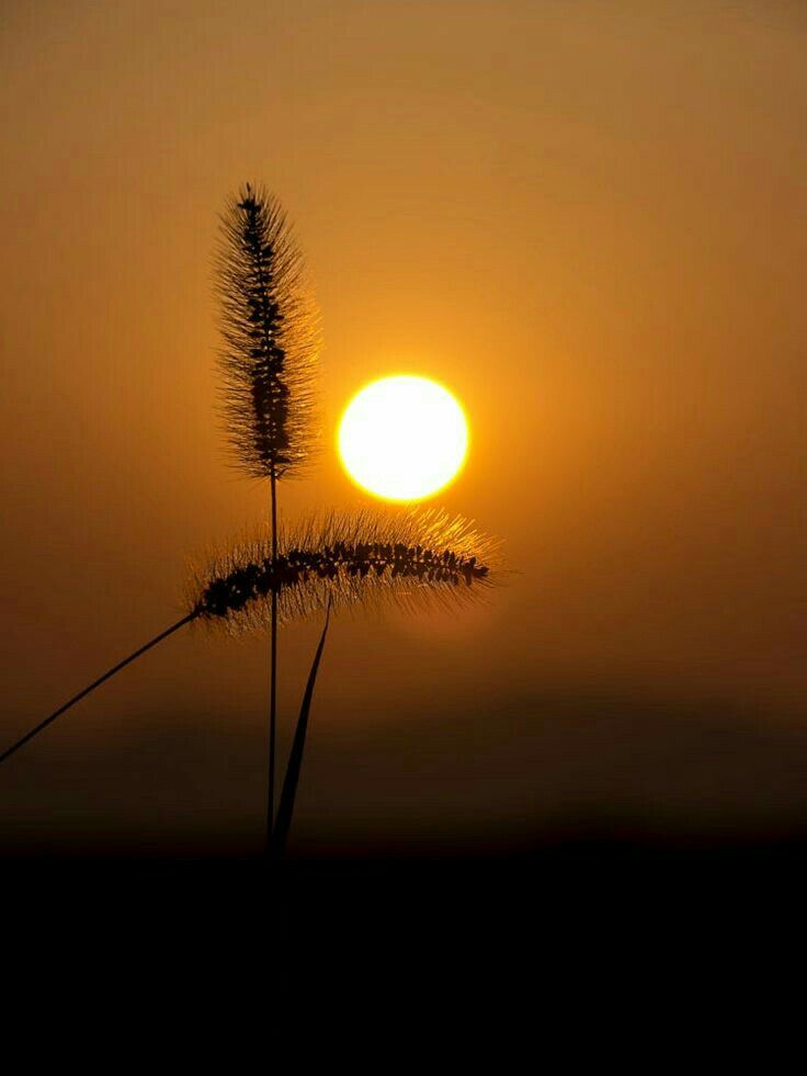 Perkara yang Bukan Termasuk Riya’ - Media PULDAPII